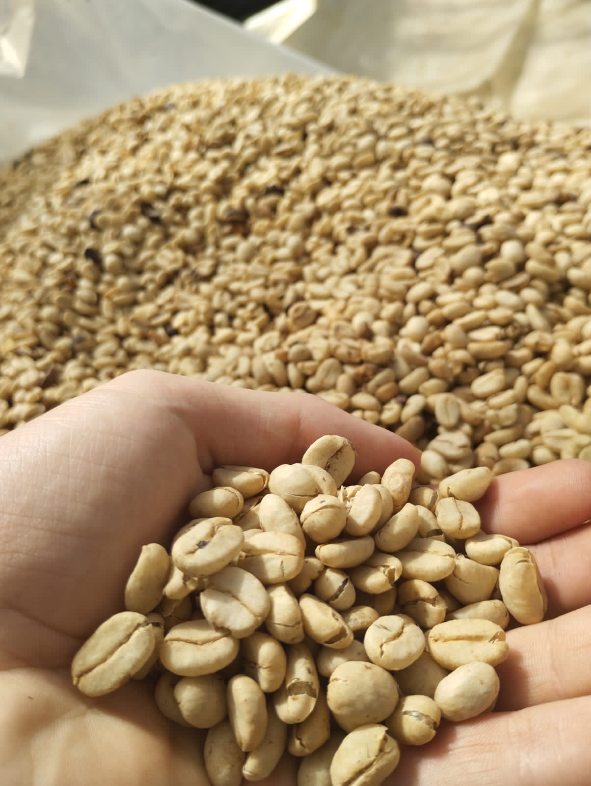 水洗 帕卡马拉 | 坤德咖啡平台