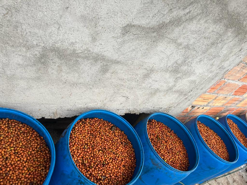 橙波旁，日晒 - 56 | 坤德咖啡平台