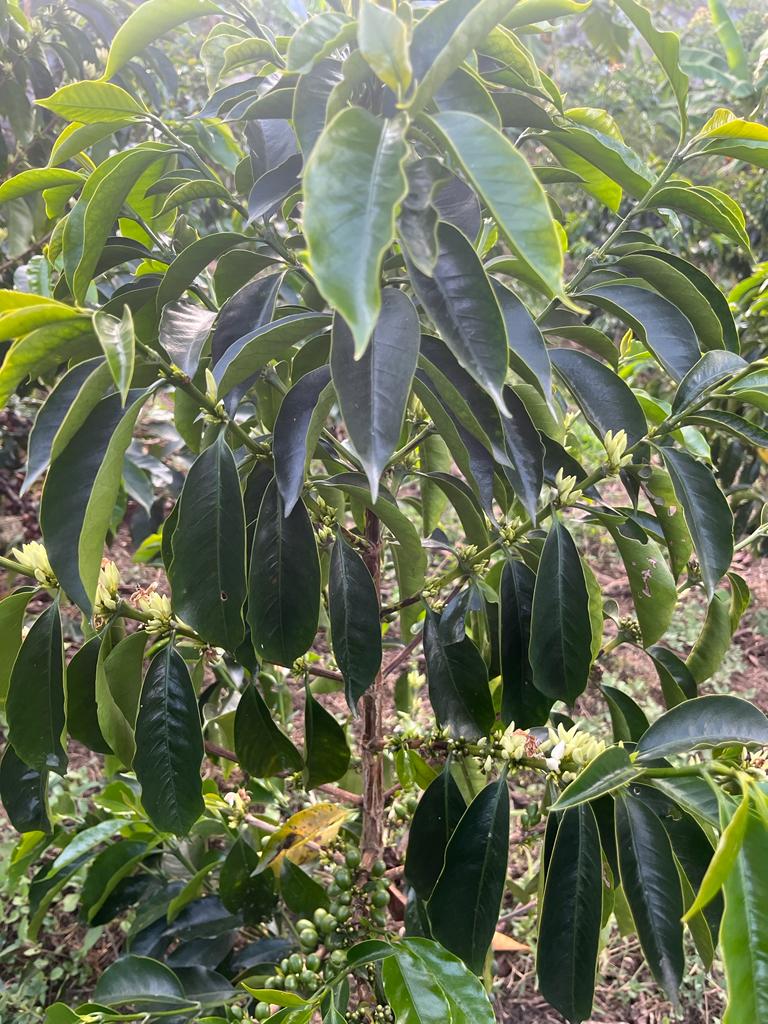 黄帕卡玛拉，日晒 - Codigo 02 | 坤德咖啡平台