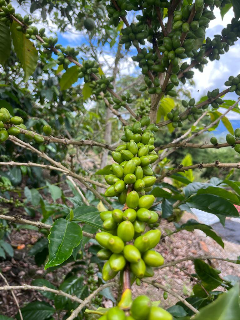 条纹波旁，水洗 - Codigo 01 | 坤德咖啡平台