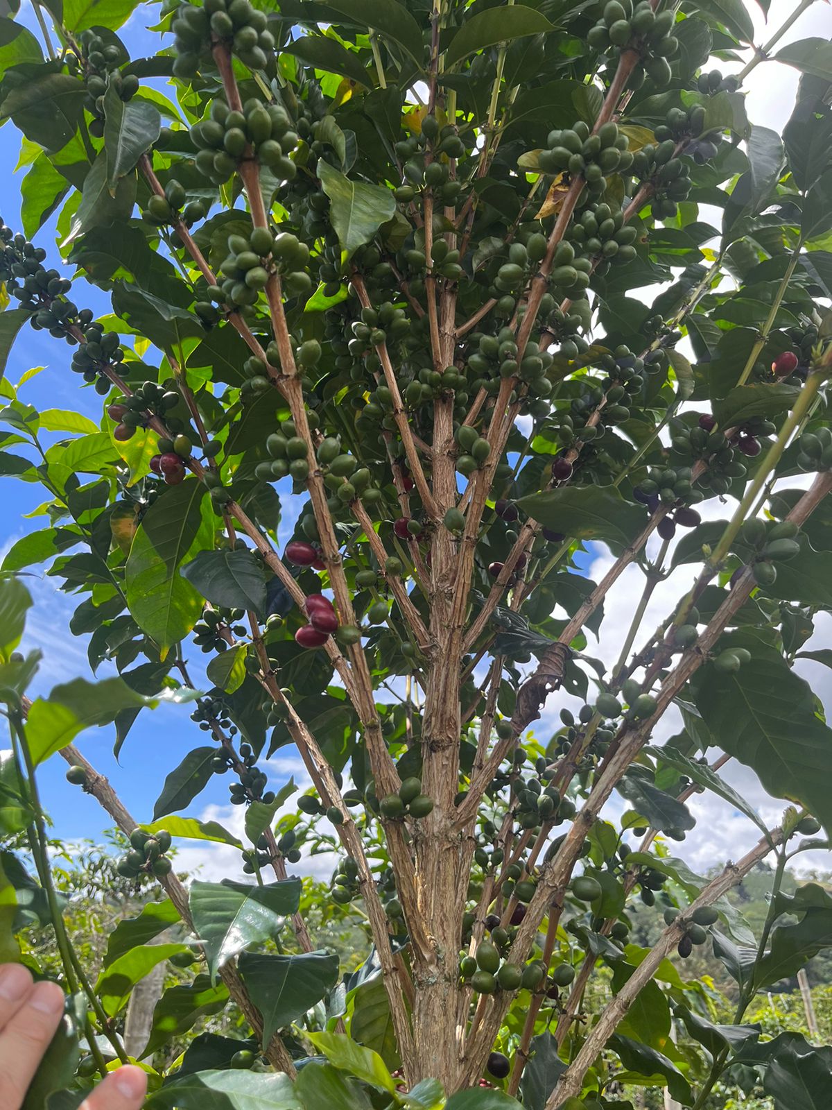 水洗 条纹波旁 COD 10 | 坤德咖啡平台