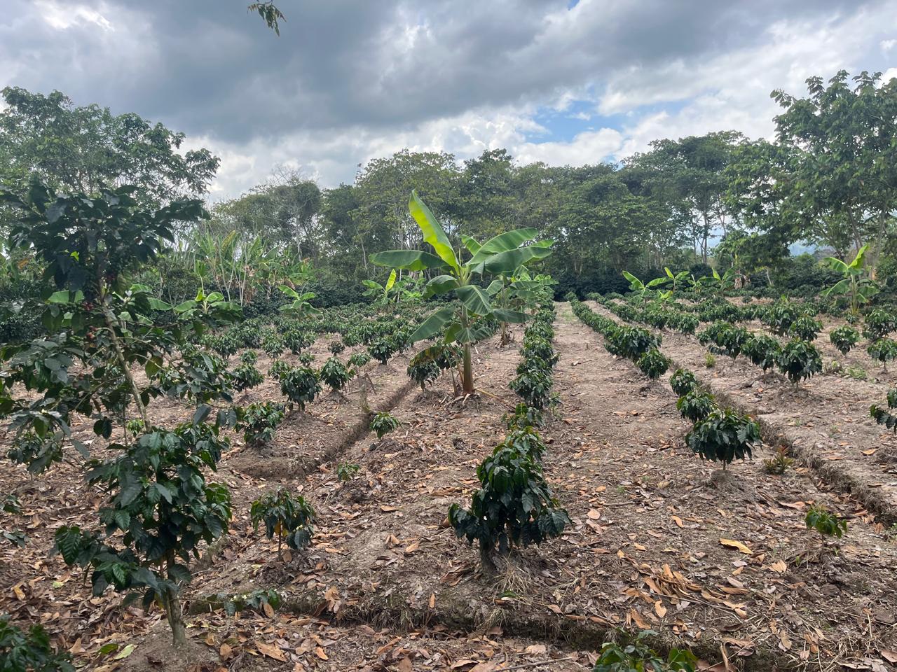 水洗 SL28 | 坤德咖啡平台