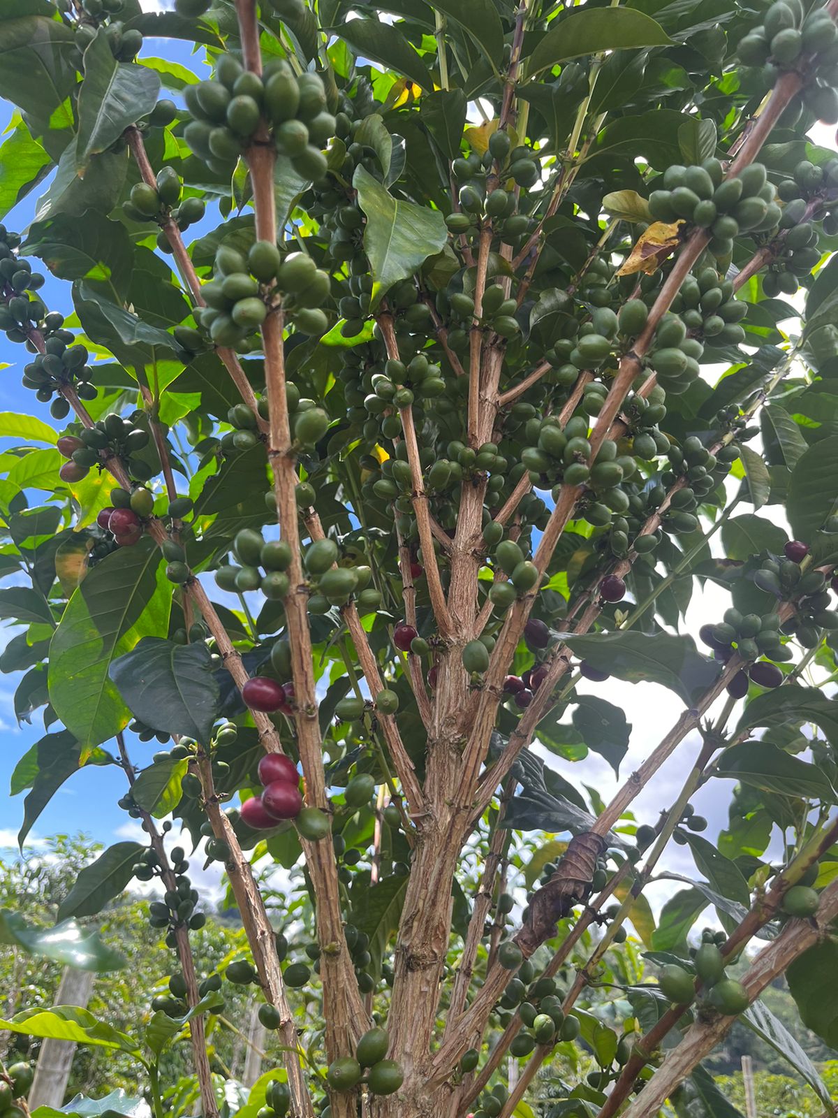 水洗 奇洛索 | 坤德咖啡平台