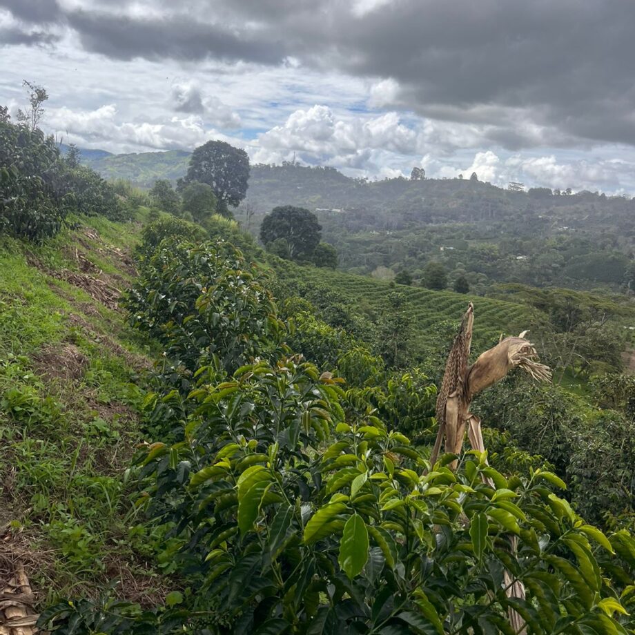 坤德咖啡平台 | 咖啡庄园直接贸易的咖啡生豆平台