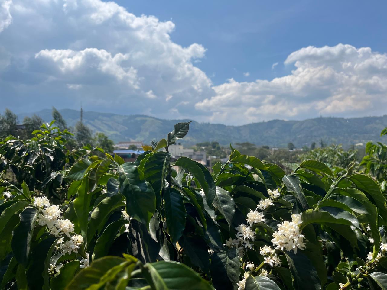 水洗 粉波旁 - 厌氧发酵 | 坤德咖啡平台